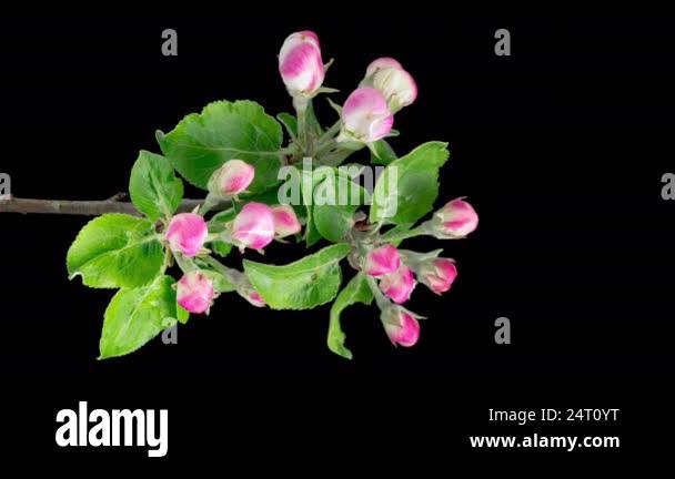 4K Time Lapse of blooming Apple flowers on black background. Spring ...