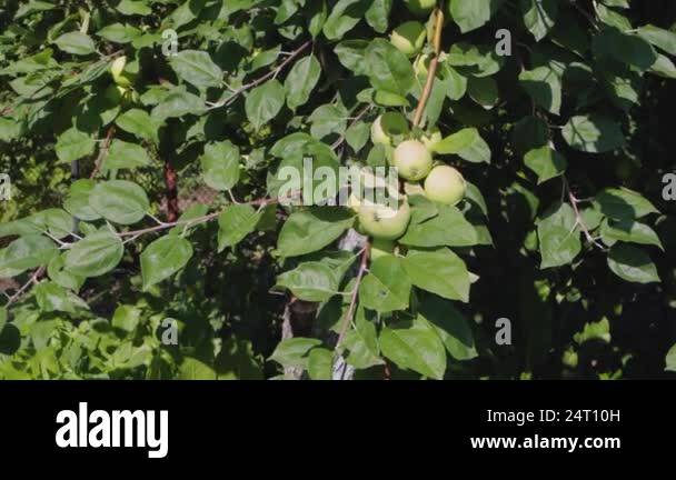 Small apple fruit on a branch in an apple orchard. growing fruit in the ...