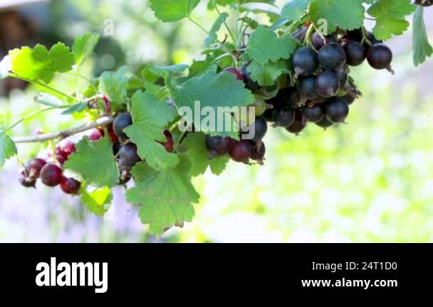 Flowering and fruiting of black currant. Ripe red currants in the ...