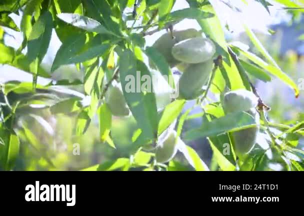 Bitter almond tree Stock Videos & Footage - HD and 4K Video Clips - Alamy