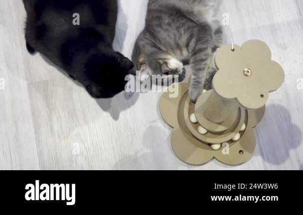 Playful Interaction Between Two Cats, One Black and One Tabby Gray, and ...