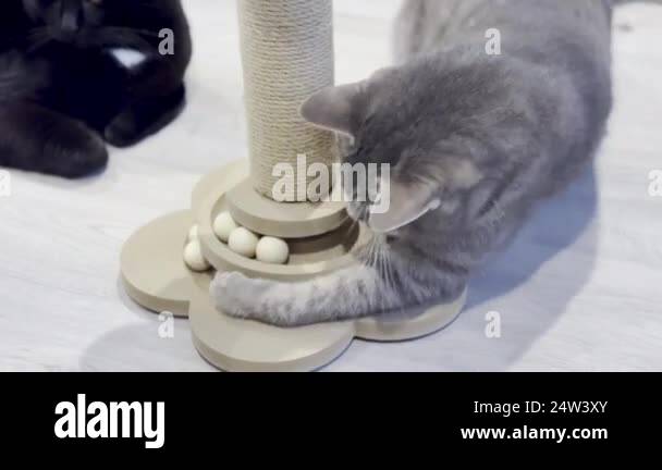 Playful Interaction Between Two Cats, One Black and One Tabby Gray, and ...