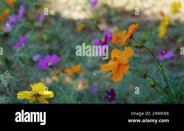 Slow motion video. Cosmos flower fields in winter in Thailand Stock ...