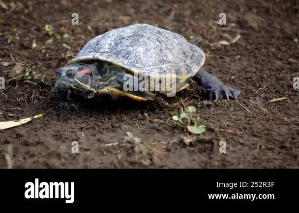 Red-eared slider (red-eared terrapin, Trachemys scripta elegans ...