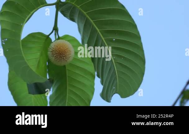 Kadamba tree flower Stock Videos & Footage - HD and 4K Video Clips - Alamy