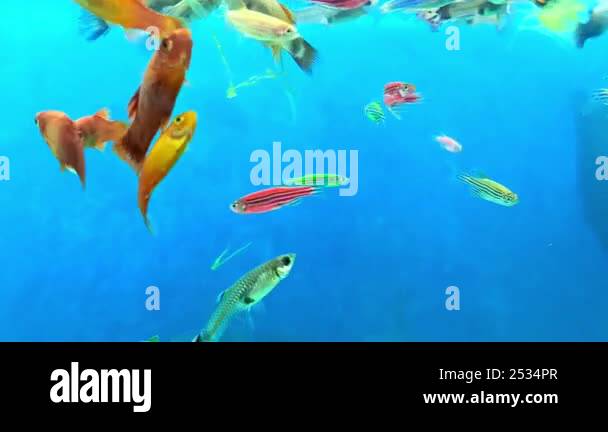 Small colorful fish swim in the aquarium water. Domestic waterfowl pets ...