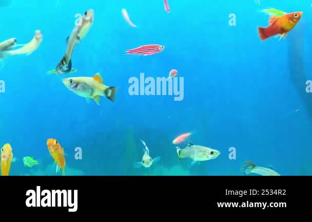 Small colorful fish swim in the aquarium water. Domestic waterfowl pets ...