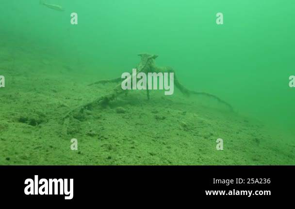Underwater stump with Largemouth Bass Micropterus nigrican in the ...