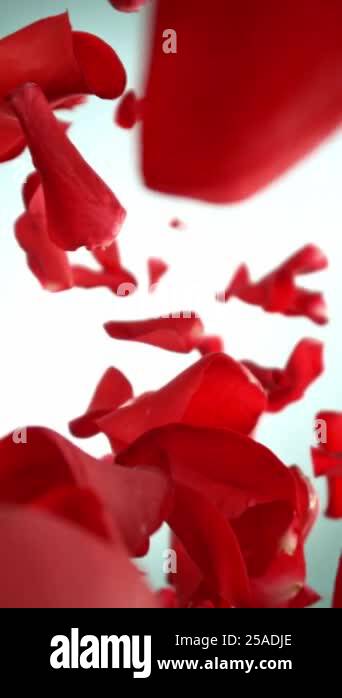 Super slow motion shot of flying red rose petals towards camera ...
