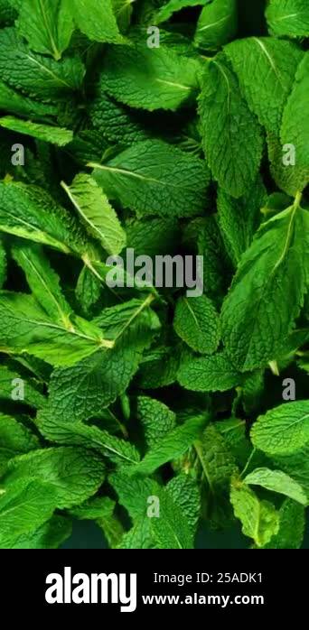 Super Slow Motion of Flying Fresh Mint Leaves . Filmed on High Speed ...