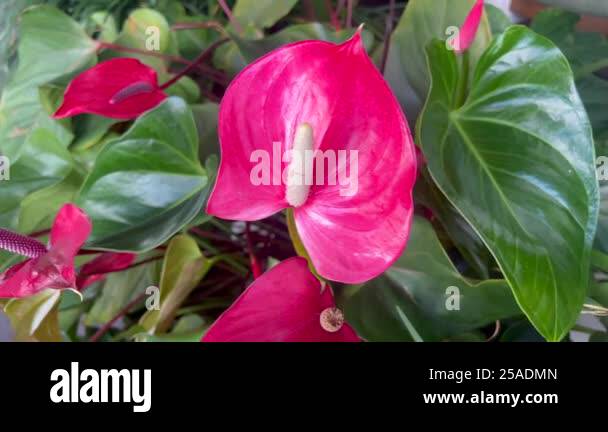 Red Anthurium Lily also known as anthurium, tailflower, Flamingo flower ...