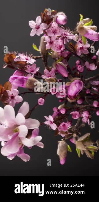 4K Time Lapse of flowering Cherry nad magnolia trees on black ...