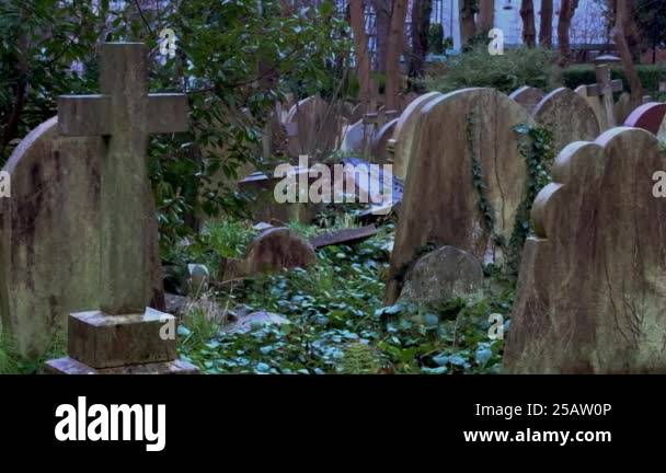 A peaceful and tranquil cemetery scene is enveloped by lush greenery along with weathered aged ...