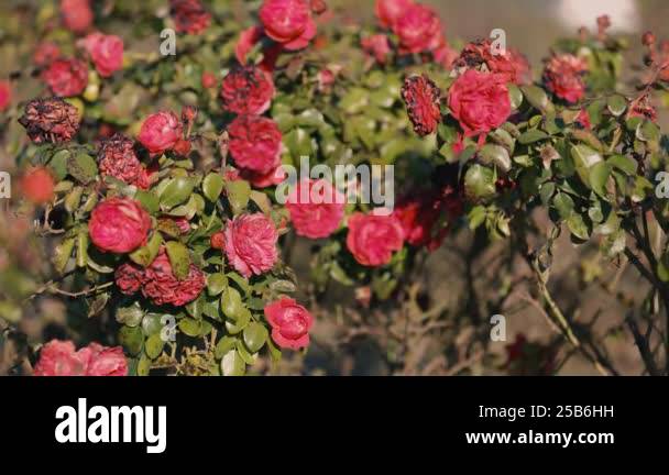 Bright red roses in full bloom mixed with wilting blossoms, surrounded ...