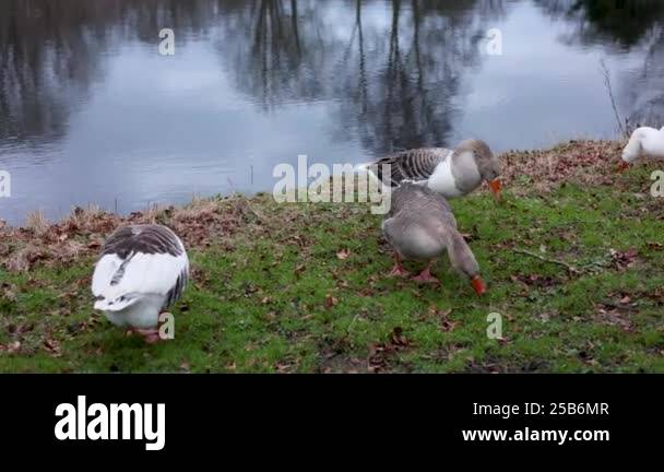 Geese grazing by a calm pond on a chilly day, surrounded by green grass ...