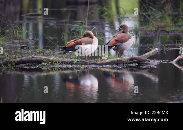 Two Egyptian geese rest on a log in a calm swamp, surrounded by ...