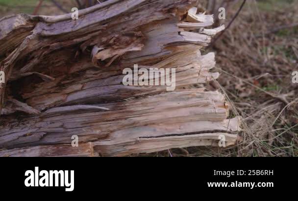 A close-up view of aged, broken wood logs with visible textures and ...
