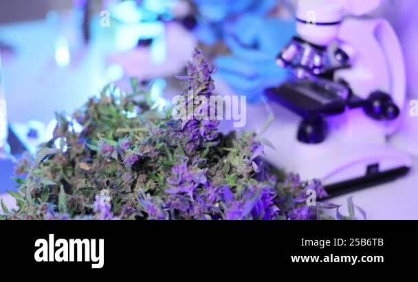 Scientists analyze cannabis plant using microscope in laboratory. Medical professionals collect ...