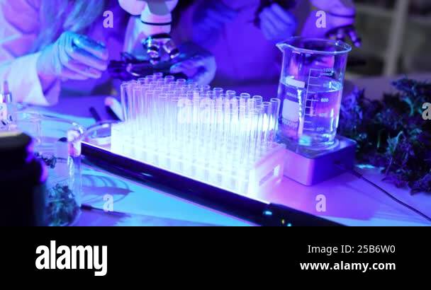 Laboratory scientists analyze cannabis samples in test tubes under ...