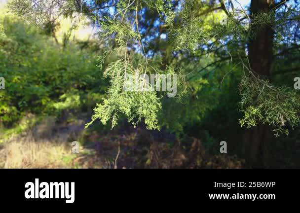 Close-up of green, delicate tree branches with sunlight filtering ...
