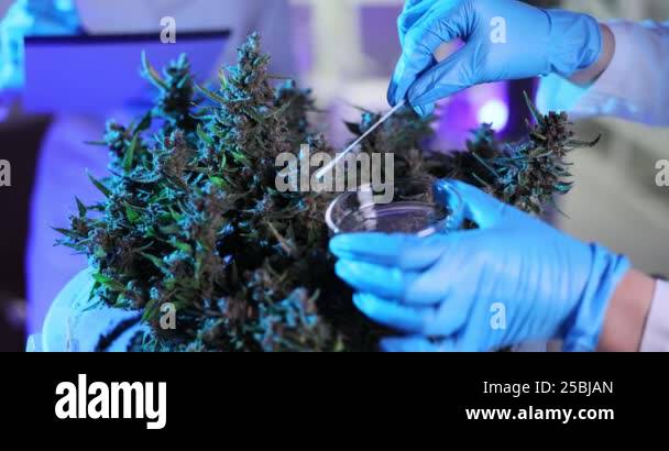 Lab worker in sterile gloves uses collection stick to gather material ...