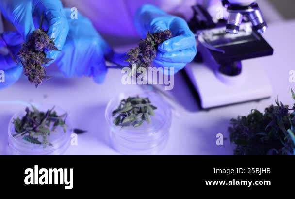 Laboratory workers in sterile gloves cut piece of cannabis plant into Petri dish. Scientists ...