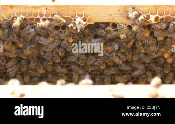 Colony of bees on honeycomb in apiary. Beekeeping in countryside ...