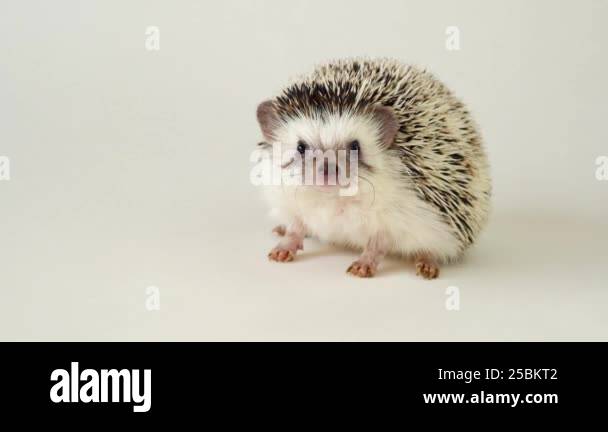 hedgehog on a beige background.prickly pet. Growing and keeping African ...