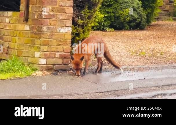 Red fox exploring a quiet country lane. The fox appears curious as it ...