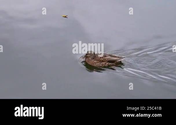 Mallard duck floats on water, turning in small circles while using its ...