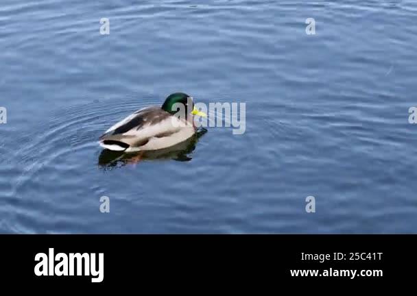 Mallard duck floats on water, turning in small circles while using its ...