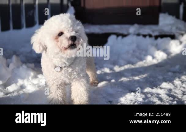 Bichon frise dog plays joyfully in fresh snow near wooden door and ...