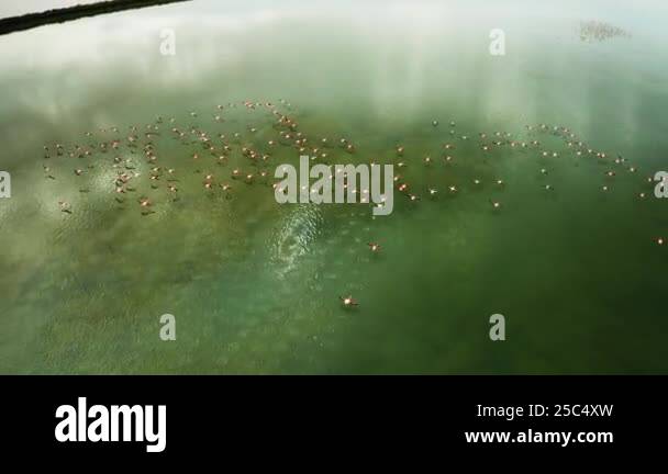 Stunning flamingos group soars over Torrevieja lake aerial view. Exotic ...