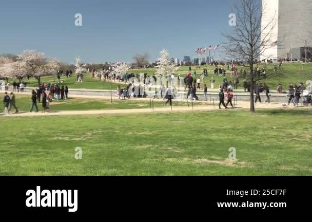 Cherry blossoms bloom over the Tidal Basin in Washington, DC. A tourist ...