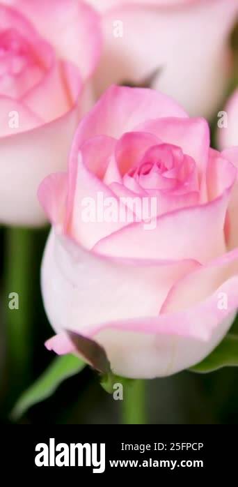 Beautiful pink roses bouquet, amazing roses, birthday, wedding ...