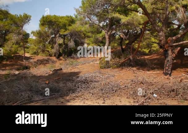 An arid forest landscape in Antalya, Turkey, featuring pine trees and ...