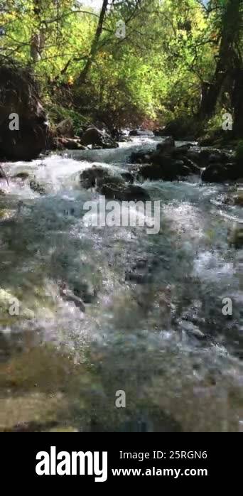 A stream of water gushing downhill over rocks and tree branches Stock ...