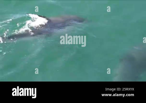 Form of dolphin Stock Videos & Footage - HD and 4K Video Clips - Alamy