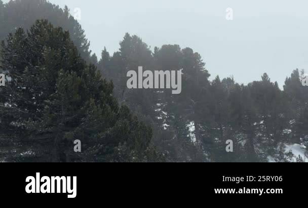 Fog and mist moving in cold wind on a winter mountain forest landscape ...