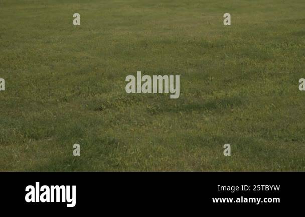 Full air grass Stock Videos & Footage - HD and 4K Video Clips - Alamy