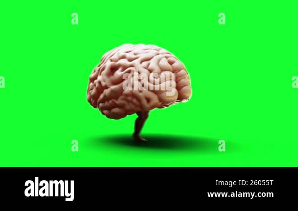 brain character. Walk animation. Realistic 4k green screen animation ...