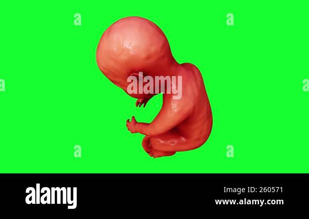 unborn baby fetus in amniotic sac. Realistic green screen 4k animation ...
