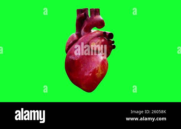 heart contraction, green screen 4k animation Stock Video Footage - Alamy