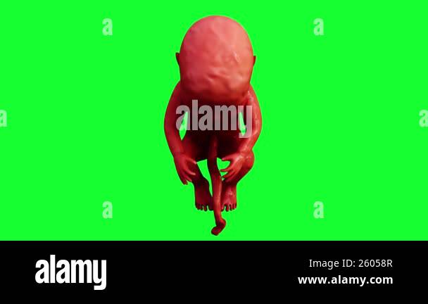 unborn baby fetus in amniotic sac. Realistic green screen 4k animation ...