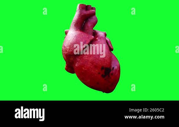 infarct, heart contraction, green screen 4k animation Stock Video ...