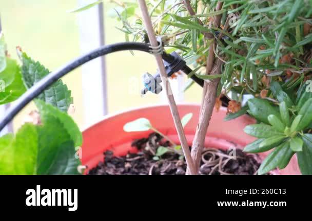 Garden water orrigation system vlosde up. Summer eco gardeming Stock Video Footage - Alamy