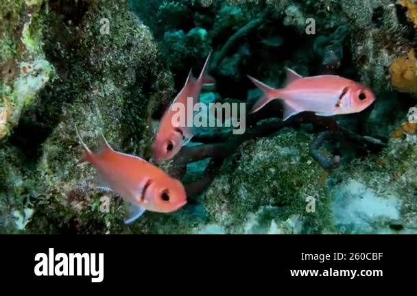 Two Myripristis jacobus, also known as the Blackbar Soldierfish, glide ...