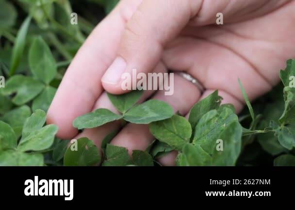 Hand gently touching lush green grass leaves in a serene outdoor ...