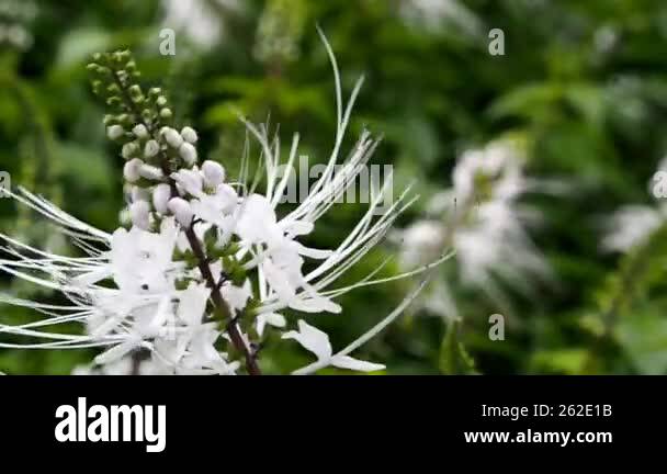 Flower of Java tea plant swaying in the wind Stock Video Footage - Alamy