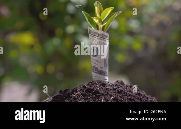 Milan, Italy 1 January 2025: Small plant is growing from a rolled ...